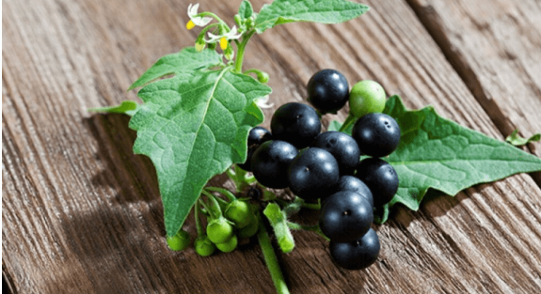 Hierba Mora: Propiedades, Usos y Recetas Naturales – Mas Natural