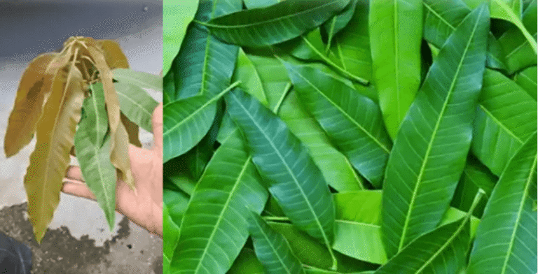 El poder oculto de las hojas de mango: 30 beneficios y usos caseros ...